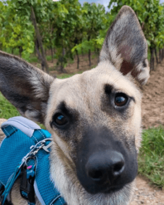 Olessia (BV) – Glücksfellchen Tierhilfe e.V.