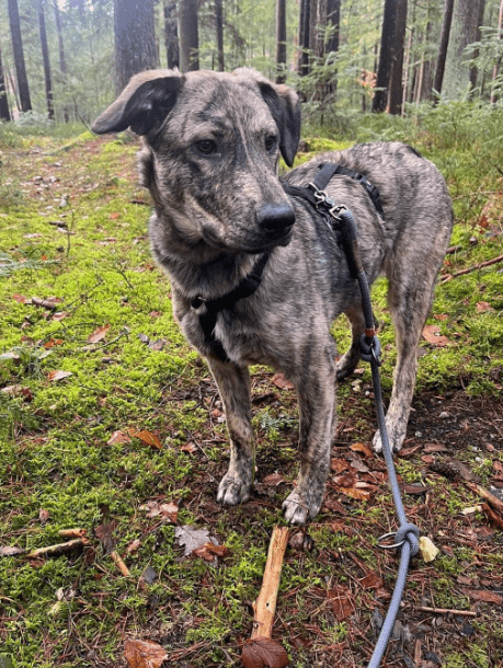 Jamie (BV) – Glücksfellchen Tierhilfe e.V.