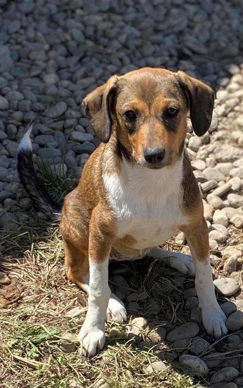 Hamika – Glücksfellchen Tierhilfe e.V.